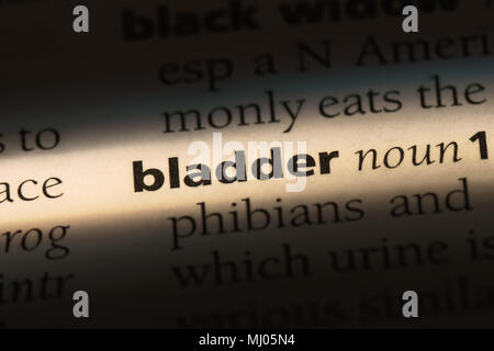 bladder word in a dictionary. bladder concept Stock Photo - Alamy