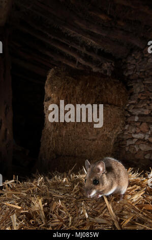 Field mouse in barn and haystack, Apodemus sylvaticus Stock Photo - Alamy