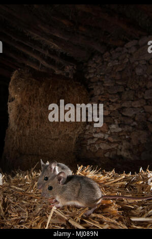 Field mouse in barn and haystack, Apodemus sylvaticus Stock Photo - Alamy