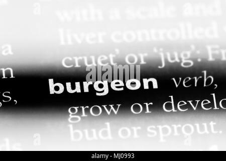 burgeon word in a dictionary. burgeon concept Stock Photo - Alamy