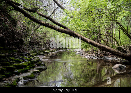 Large Fallen Tree over Creek Stock Photo - Alamy