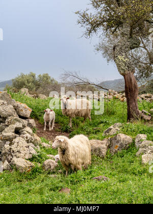 Sheep, lamb on a mediterranean pasture between rocks in spring, Cres ...