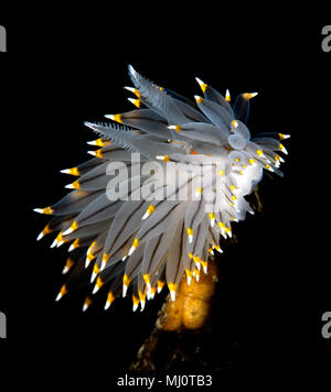 Nudibranch or Sea Slug (Janolus fuscus ) Sea of Japan, Rudnaya Pristan ...
