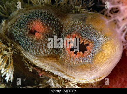 Northwest Ugly Clam (Entodesma navicula) Mollusca Stock Photo - Alamy