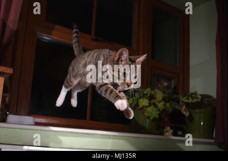 Tabby cat jumping from cupboard Stock Photo - Alamy