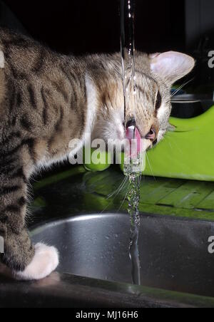 Cat drinking from kitchen tap Stock Photo - Alamy