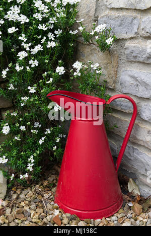 Bright red milk jug against a background of white flowers and foliage ...