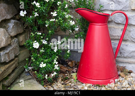 Bright red milk jug against a background of white flowers and foliage ...