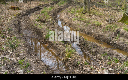 forest soil destruction by big timber harvesting machines Stock Photo ...