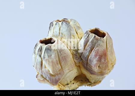 Acorn bay barnacle, Amphibalanus improvisus, an invasive harmful ...