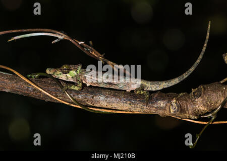 Fallax short-horn chameleon (Calumma fallax), male on a branch ...