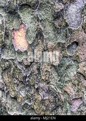 Platanus occidentalis, also known as American sycamore, American ...