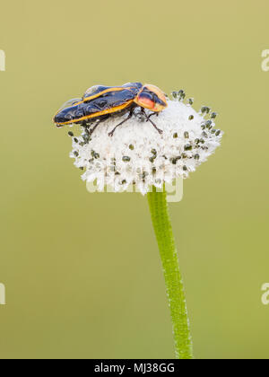 A dew covered firefly (Pyractomena ecostata) perches on a Flattened ...