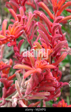Kangaroo Paw, Anigozanthos 'Big Red' Stock Photo - Alamy
