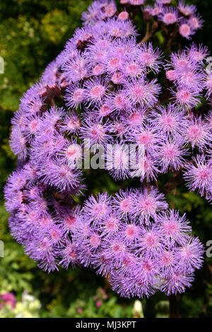 VIOLET MIST FLOWERS (EUPATORIUM Stock Photo - Alamy