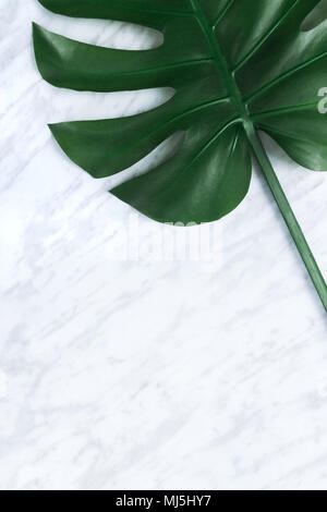 Monstera plant on a grey marble background. concept of minimalism ...
