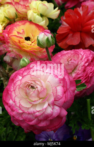 Colorful persian buttercup flowers (ranunculus) on wooden background ...