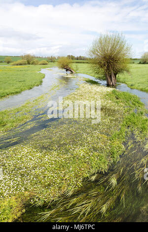 River Till seasonal chalk stream known as a winterbourne, Winterbourne ...