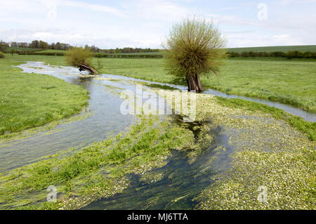 River Till seasonal chalk stream known as a winterbourne, Winterbourne ...