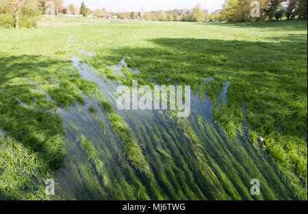 River Till seasonal chalk stream known as a winterbourne, Winterbourne ...