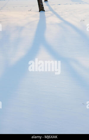 Tree trunk shadows on snow Stock Photo - Alamy