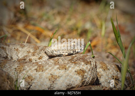 Levantine Viper - Macrovipera lebetina - venomous snake Stock Photo - Alamy
