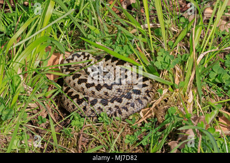 Basking Adder in the Forest of Dean Stock Photo - Alamy