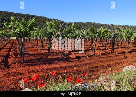 Apulia vineyard - wine making region in Bari Province, Italy Stock ...