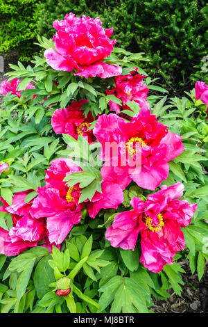 Paeonia suffruticosa ' Naniwa Nishiki ' Japanese Red Tree Peony, Red ...