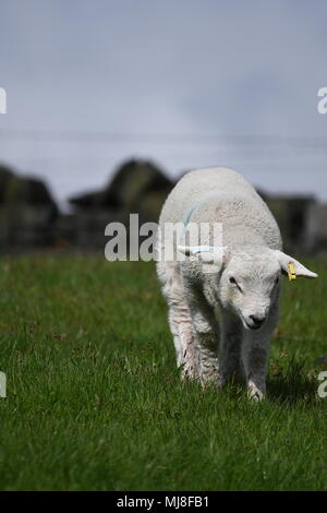 A single lamb on his own in a field Stock Photo - Alamy