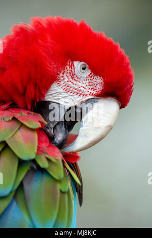 Red Macaw isolated from background Stock Photo - Alamy