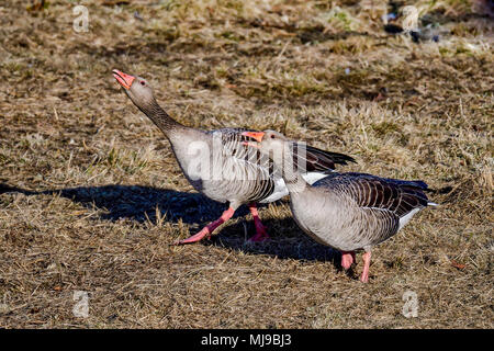 Greylag goose couple having a conversation Stock Photo - Alamy