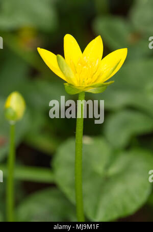 Lesser Celandine - Ranunculus ficaria, Stoke Wood, Bicester ...