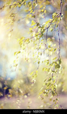 Tree branches with sun lit green leaves Stock Photo - Alamy