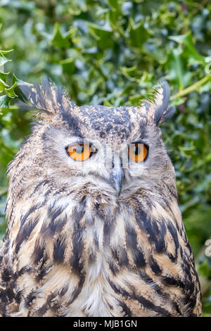Portrait of a large eurasian eagle-owl Stock Photo - Alamy