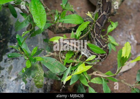 a snake crawl through bush Stock Photo - Alamy