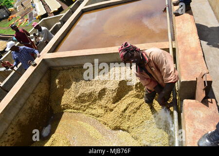Coffee of Ethiopia, processing Stock Photo - Alamy