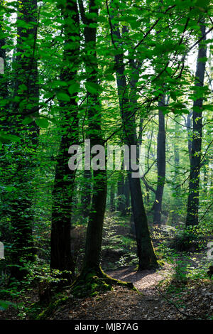 Typical German deciduous beech tree forest in spring, Mülheim an der ...