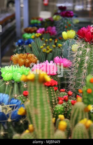 Close-Up of multi coloured cacti growing in a greenhouse, Thailand ...