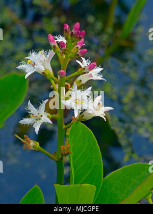 Bogbean plant (Menyanthes trifoliata) growing in wildlife pond in ...