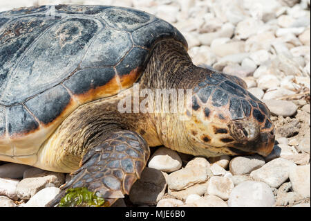 Turtle on a beach in Roda, Corfu, Ionian Islands, Greece, Europe Stock ...