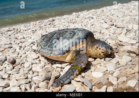 Turtle on a beach in Roda, Corfu, Ionian Islands, Greece, Europe Stock ...