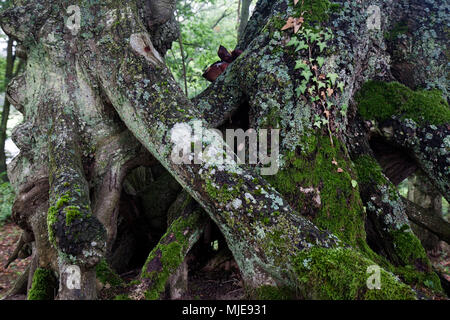 Branched tree root Stock Photo - Alamy