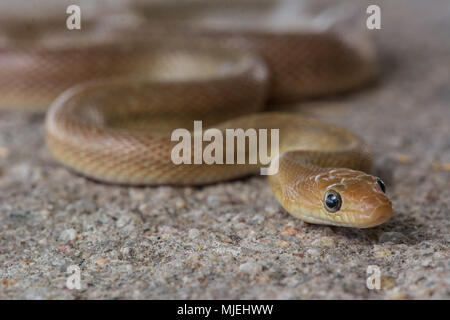 Baja California Ratsnake (Bogertophis rosaliae) from Baja California ...