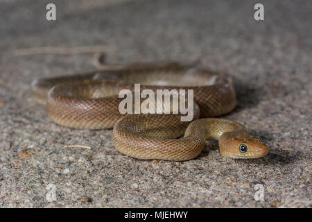 Baja California Ratsnake (Bogertophis rosaliae) from Baja California ...