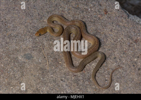 Baja California Ratsnake (Bogertophis rosaliae) from Baja California ...