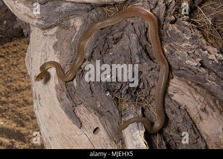 Baja California Ratsnake (Bogertophis rosaliae) from Baja California ...