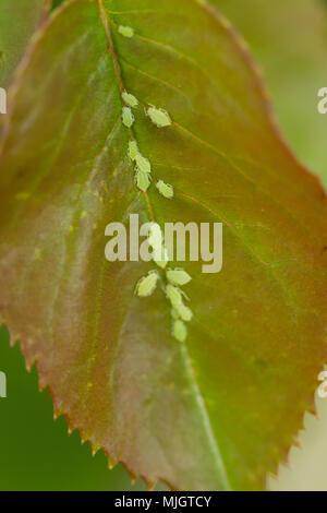 Close up macro of large amount of small black insects on green plant ...