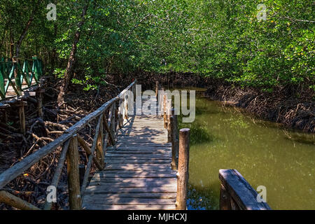 Mangrove swamp with wooden walkway at Baratang island Andaman, India ...