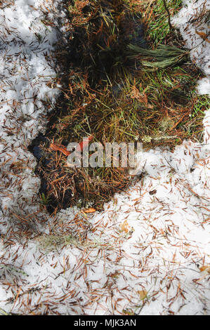 Snow melts on a branch, water drops on trees, the beginning of spring ...